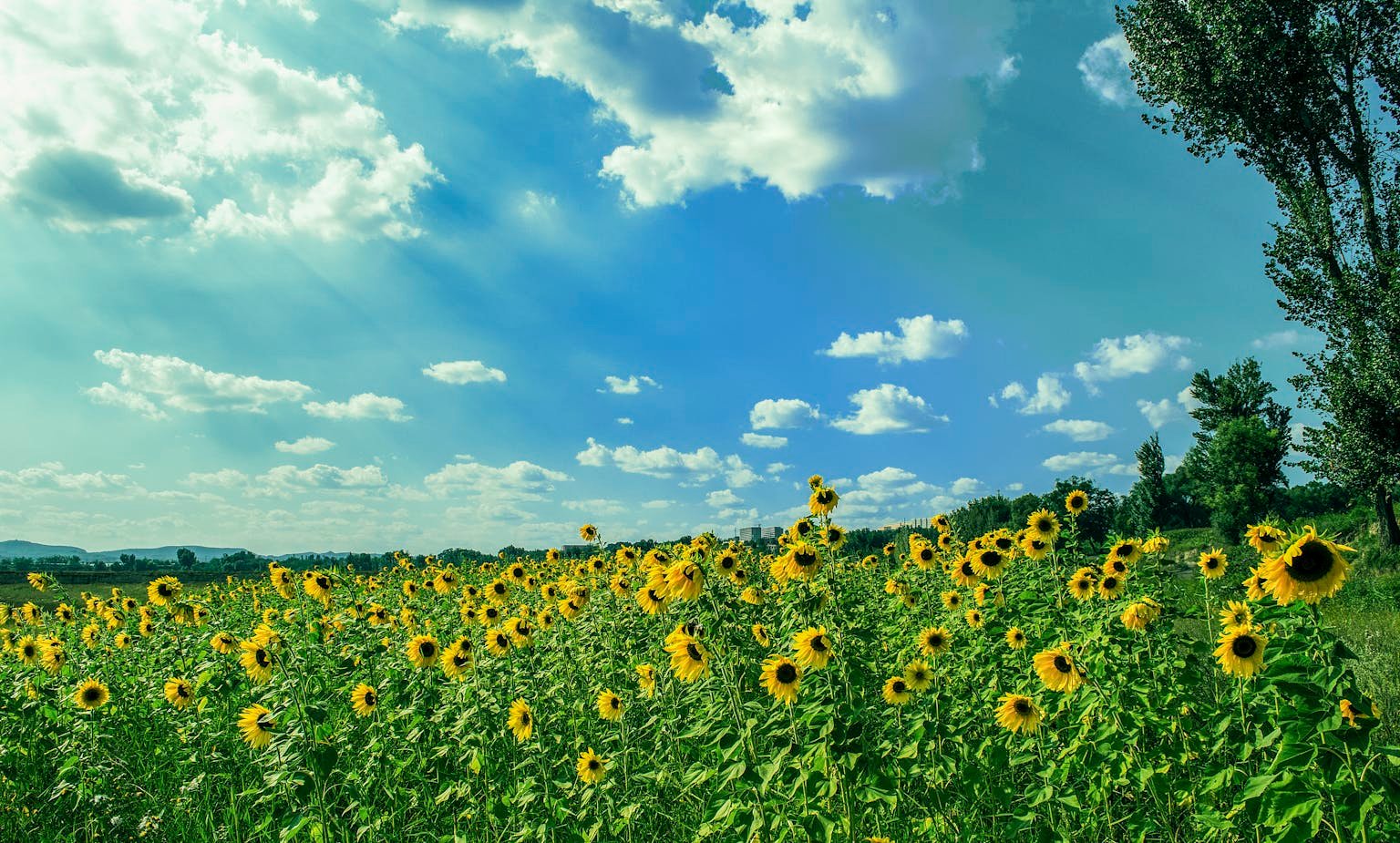 47 August Quotes to Refocus & Soak It In - Pro Healthy Life